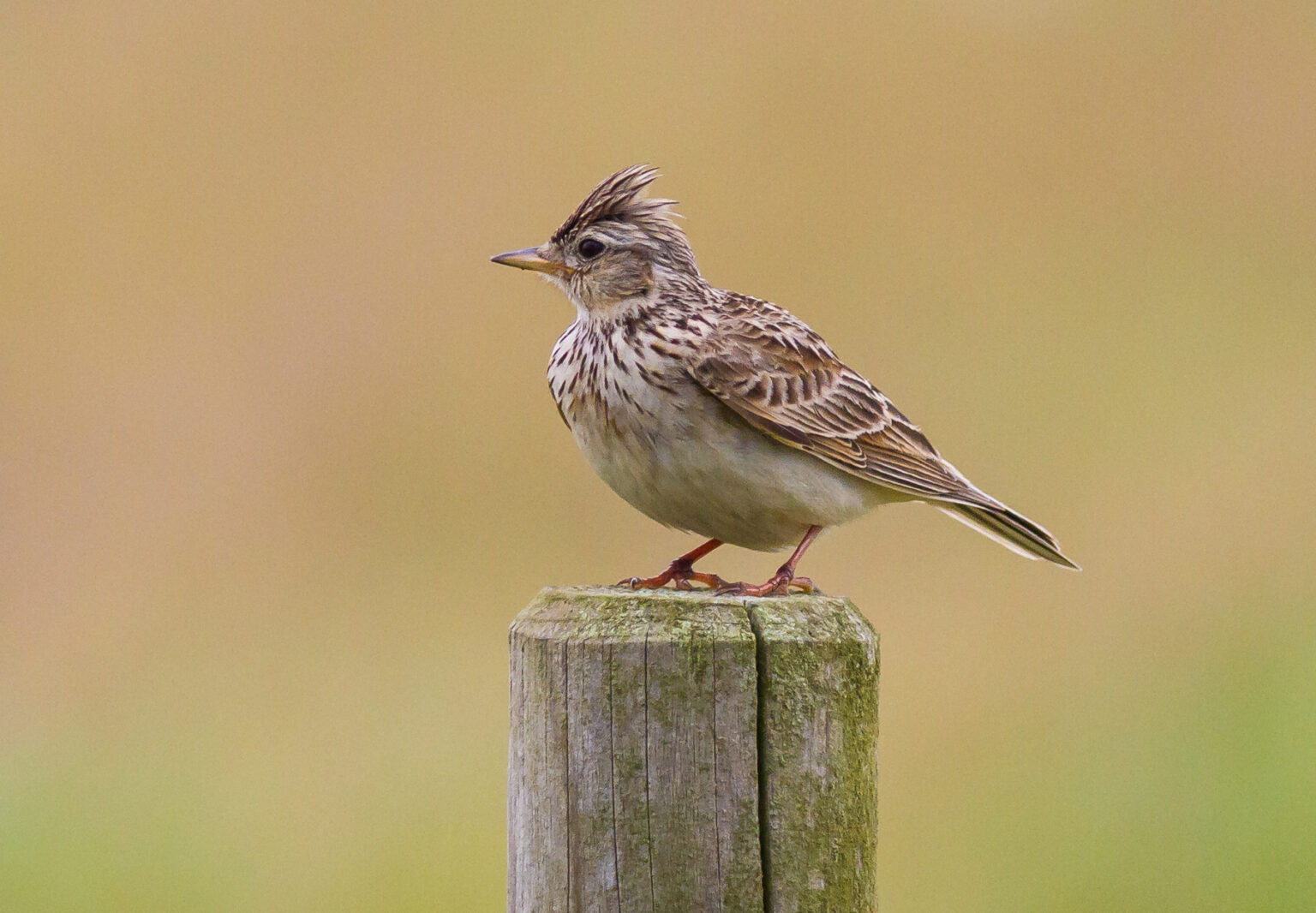 Hints and tips for a Countryside Stewardship Mid Tier application ...
