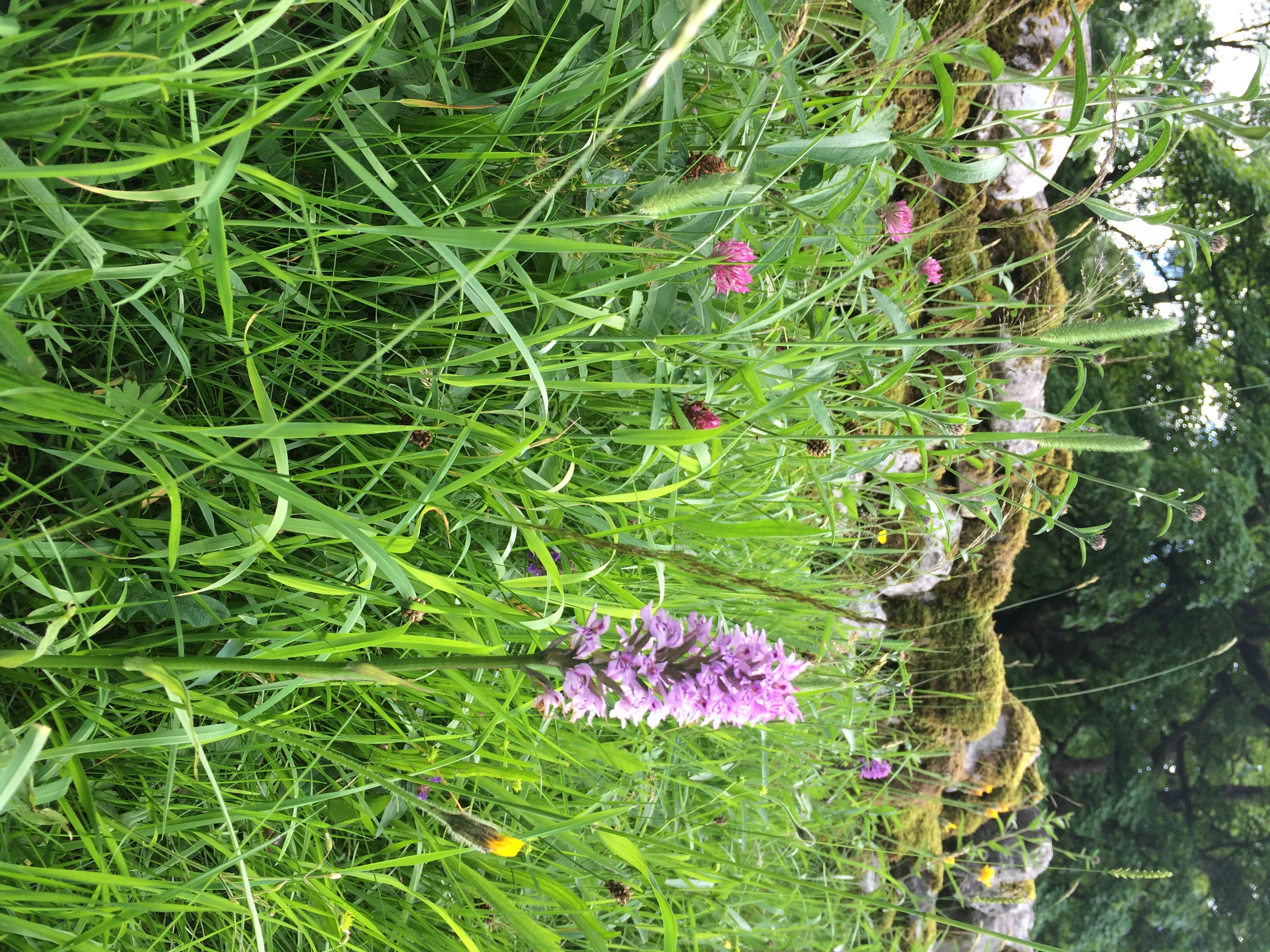 Hints and tips for a Countryside Stewardship Mid Tier application ...