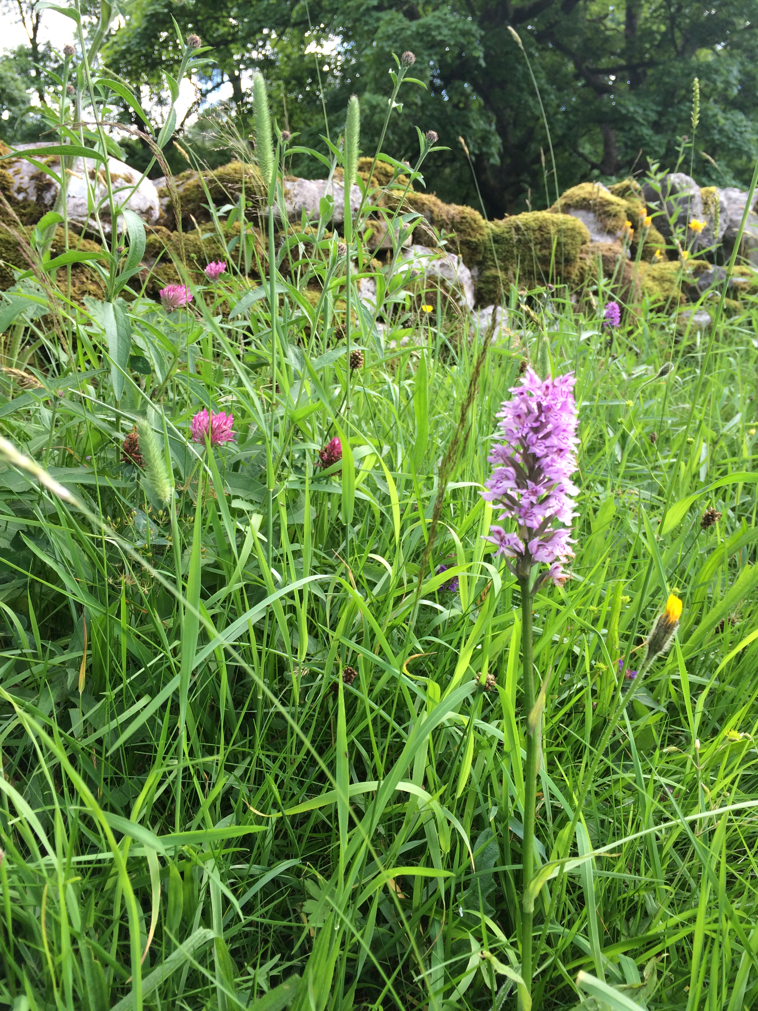 Hints and tips for a Countryside Stewardship Mid Tier application ...