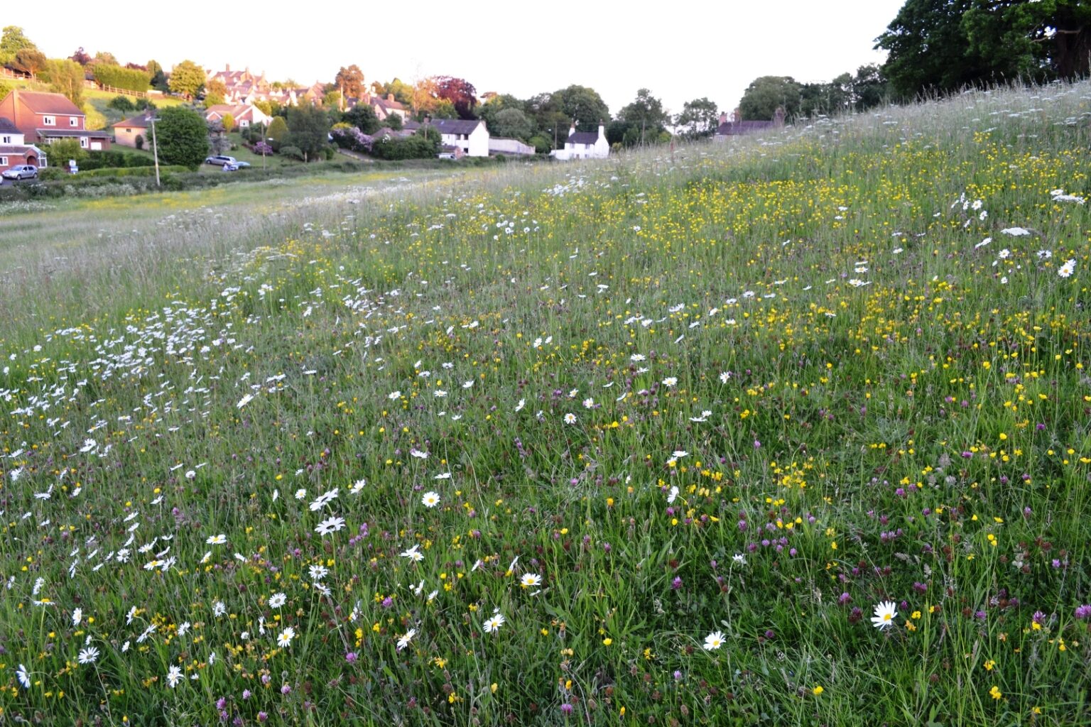 How to create a wildflower meadow – Natural England