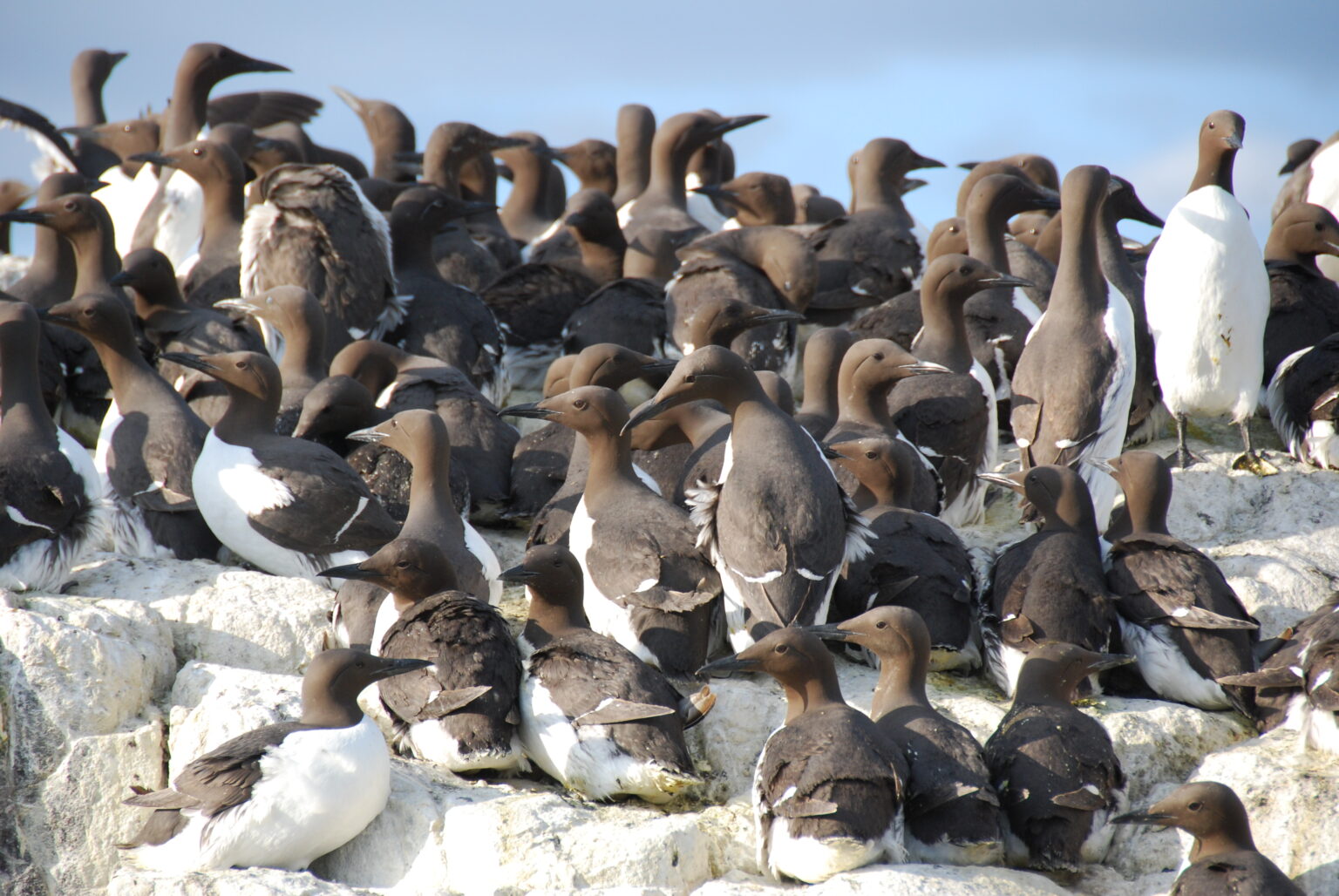 A Blue Belt in Marine protection for Seabirds – Natural England