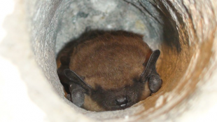 Flying success for bats in churches project – Natural England