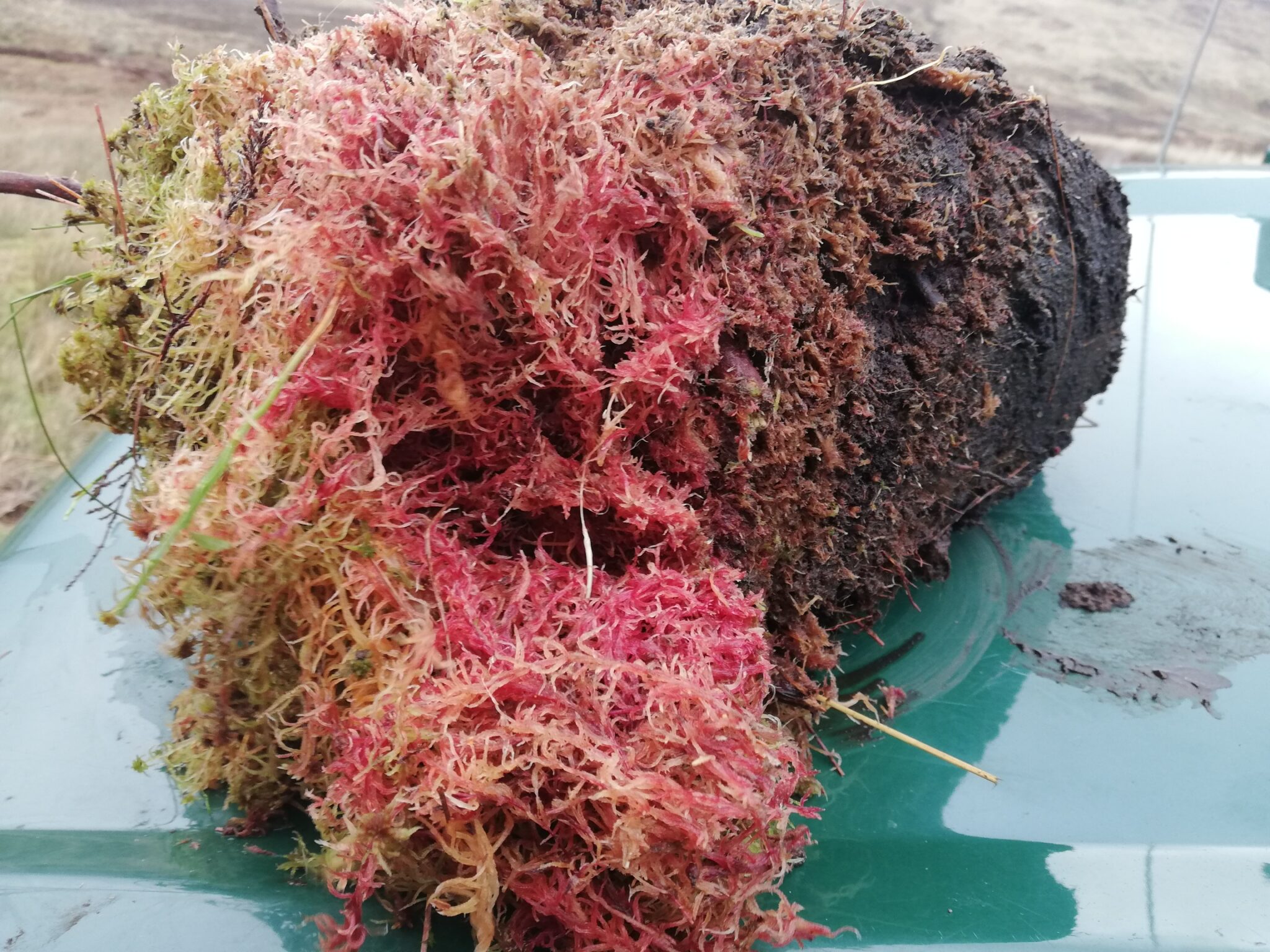 Peat pilots set to revive English peatlands – Natural England