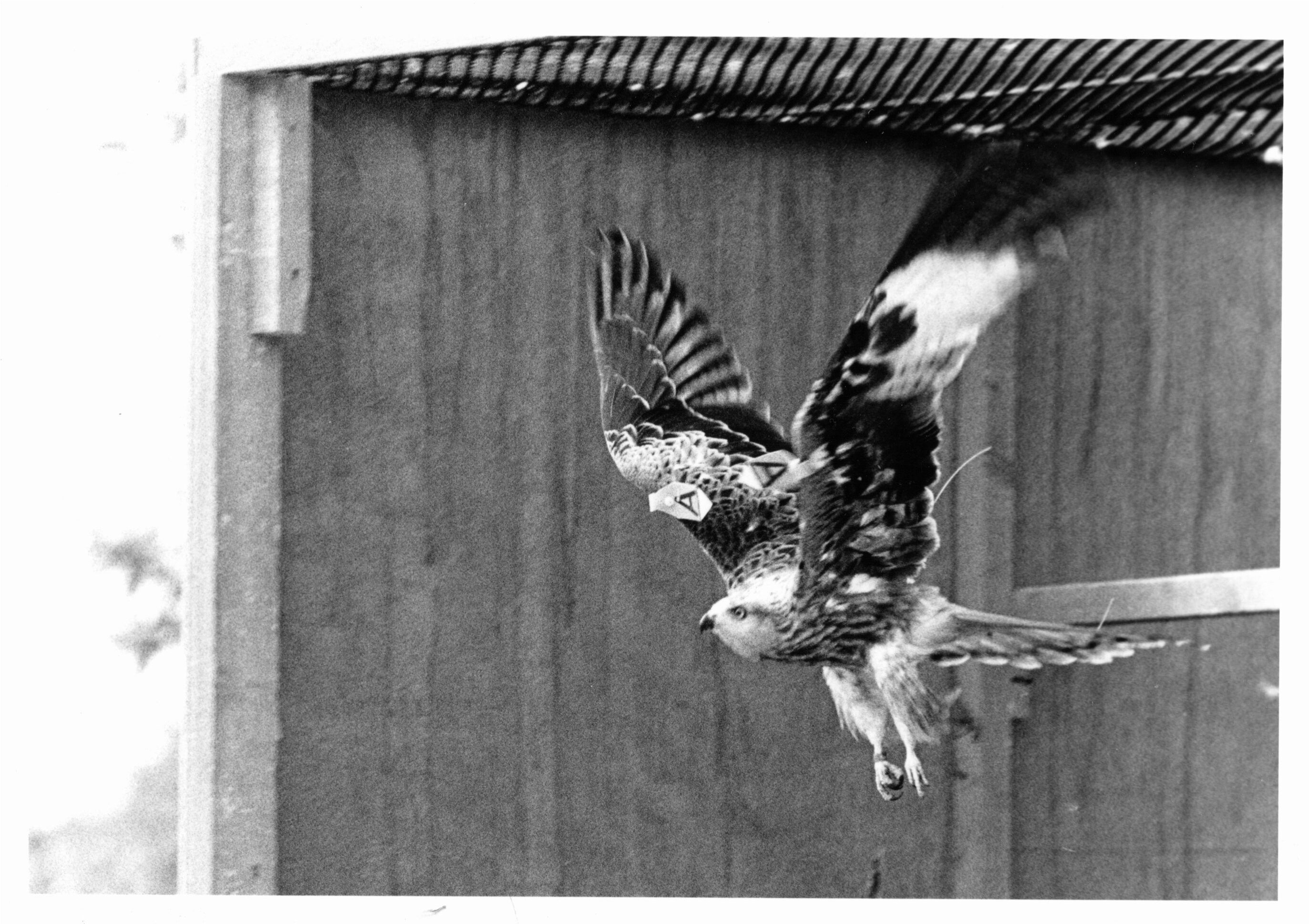 A conservation success story: the reintroduction of red kites 30 years ...