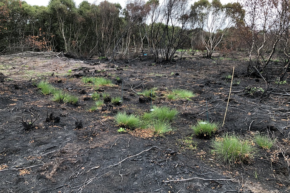 Green shoots of recovery following devastating wild fire – Natural England