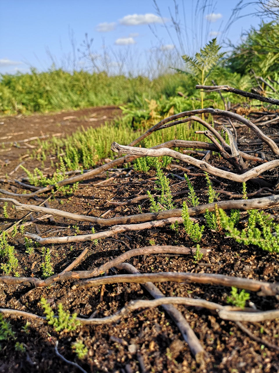 Green shoots of recovery following devastating wild fire – Natural England