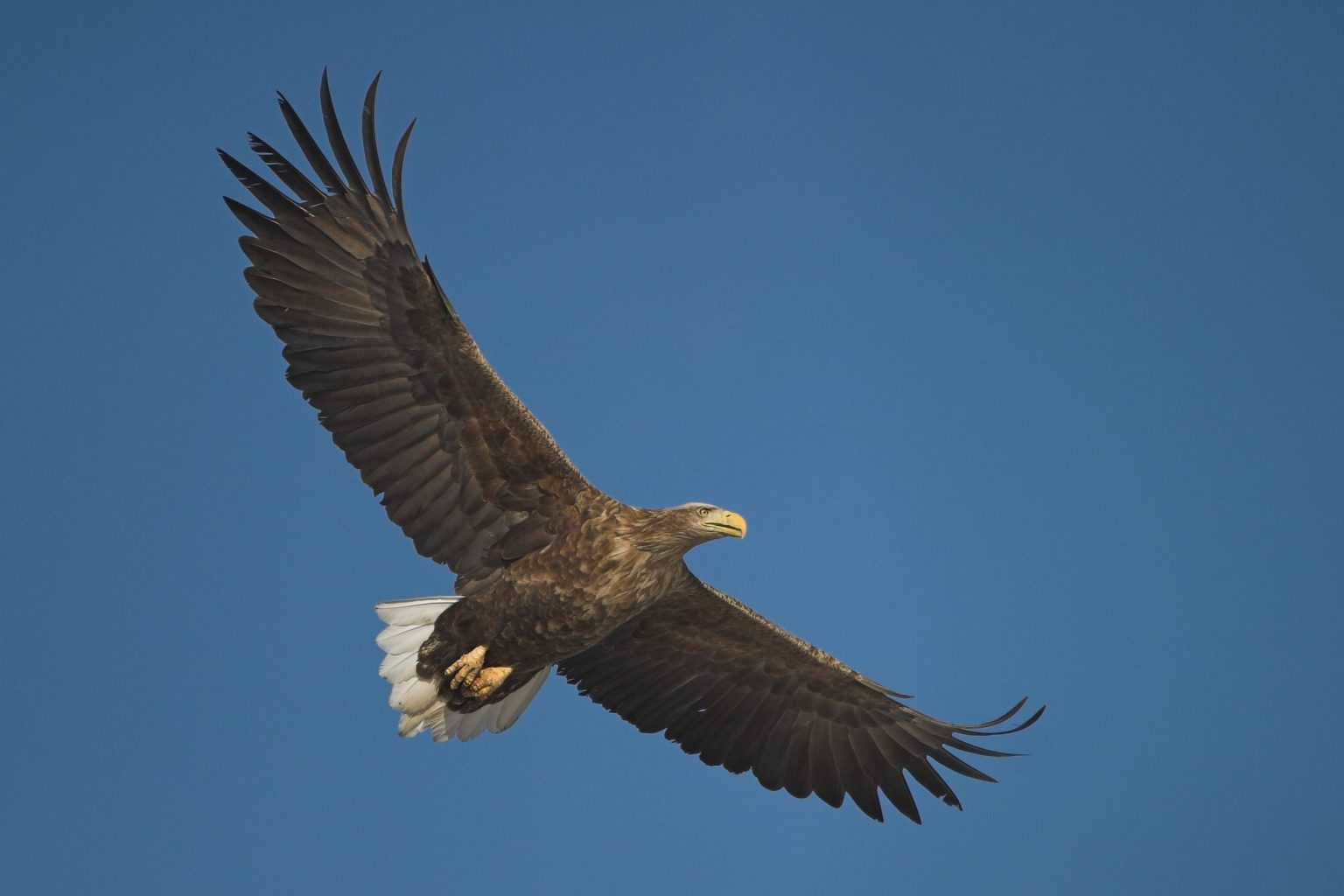 White-tailed eagles set for return to East Anglia – Natural England