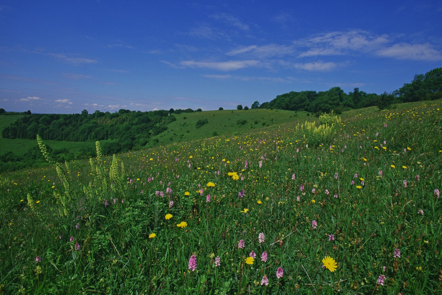 Using natural capital to recover nature for people and wildlife ...