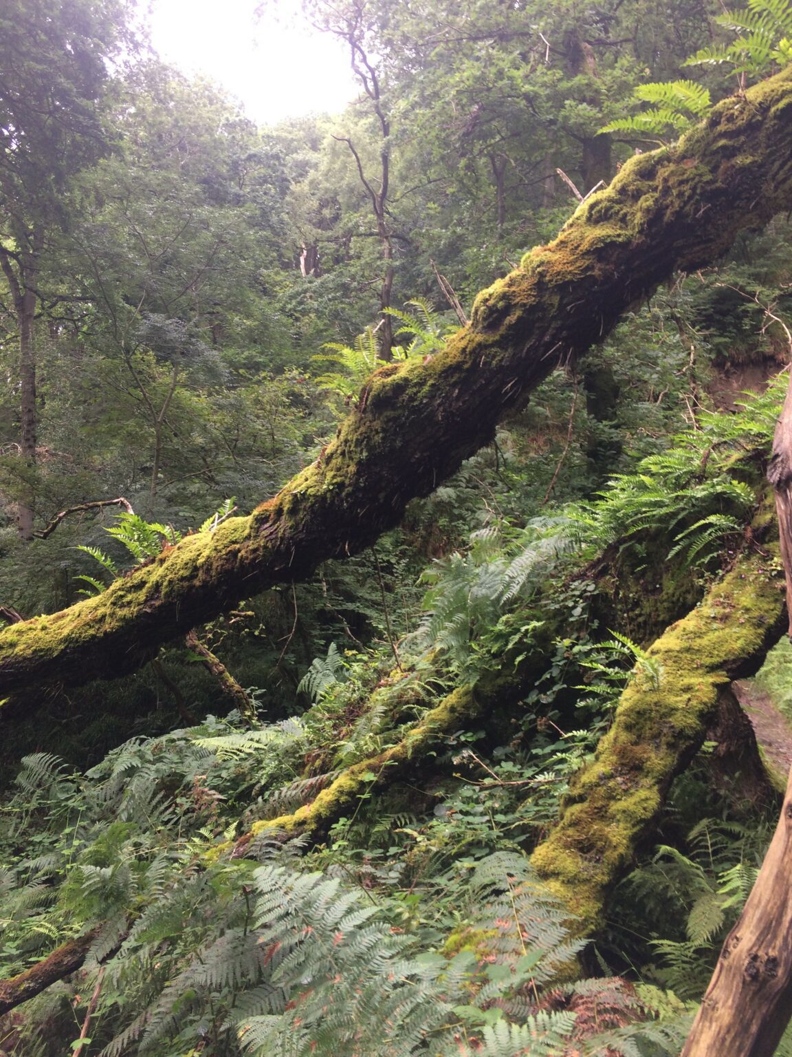 Nature-based Solutions for Climate Change at the Landscape Scale: a new ...