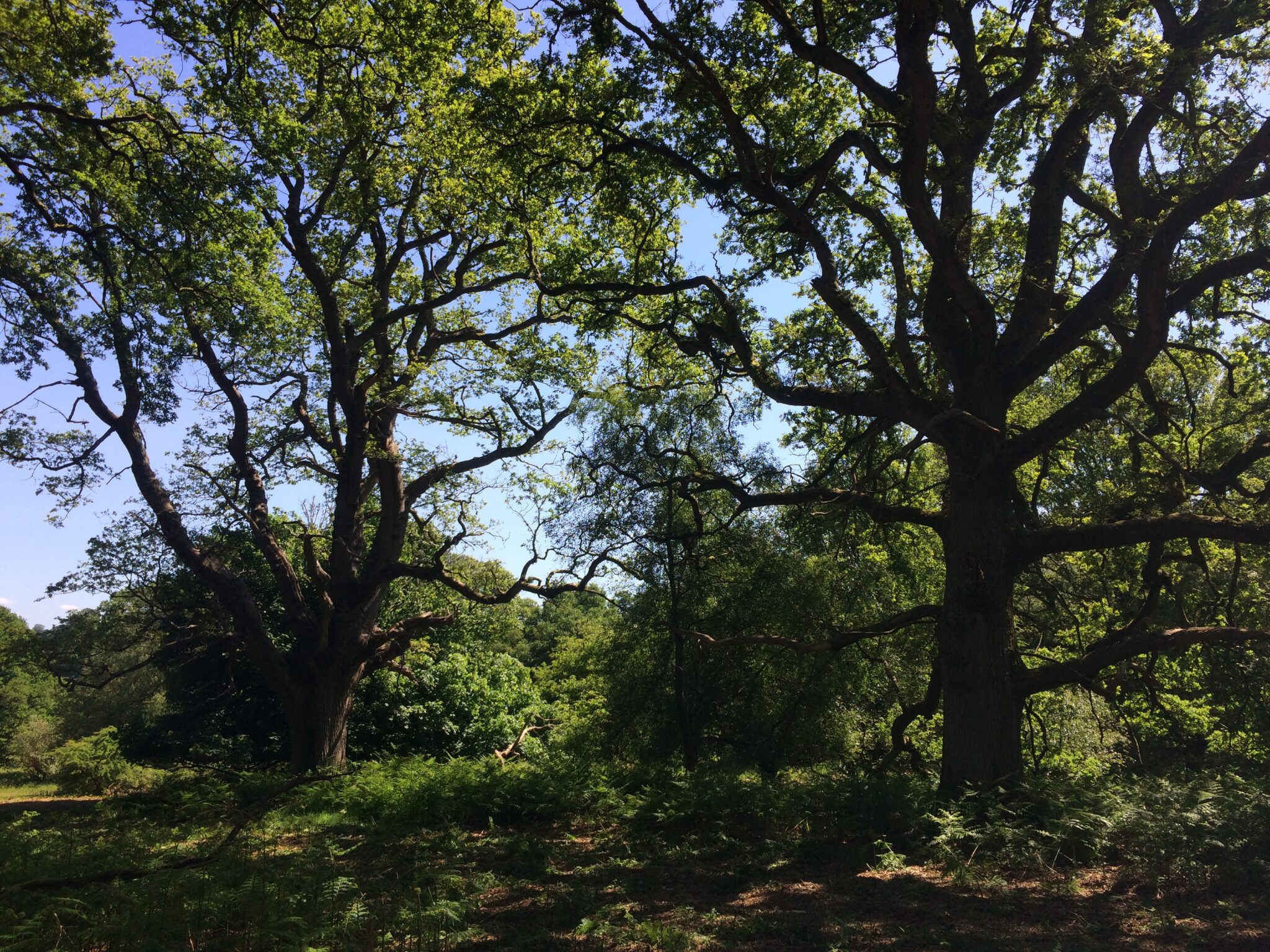 Nature-based Solutions for Climate Change at the Landscape Scale: a new ...