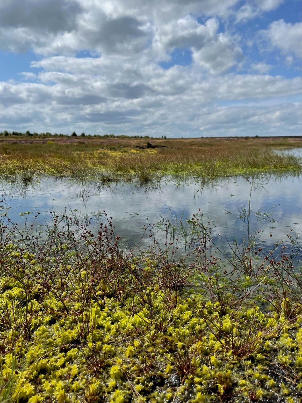 Restoration Grants awarded to restore thousands of hectares of peatland ...