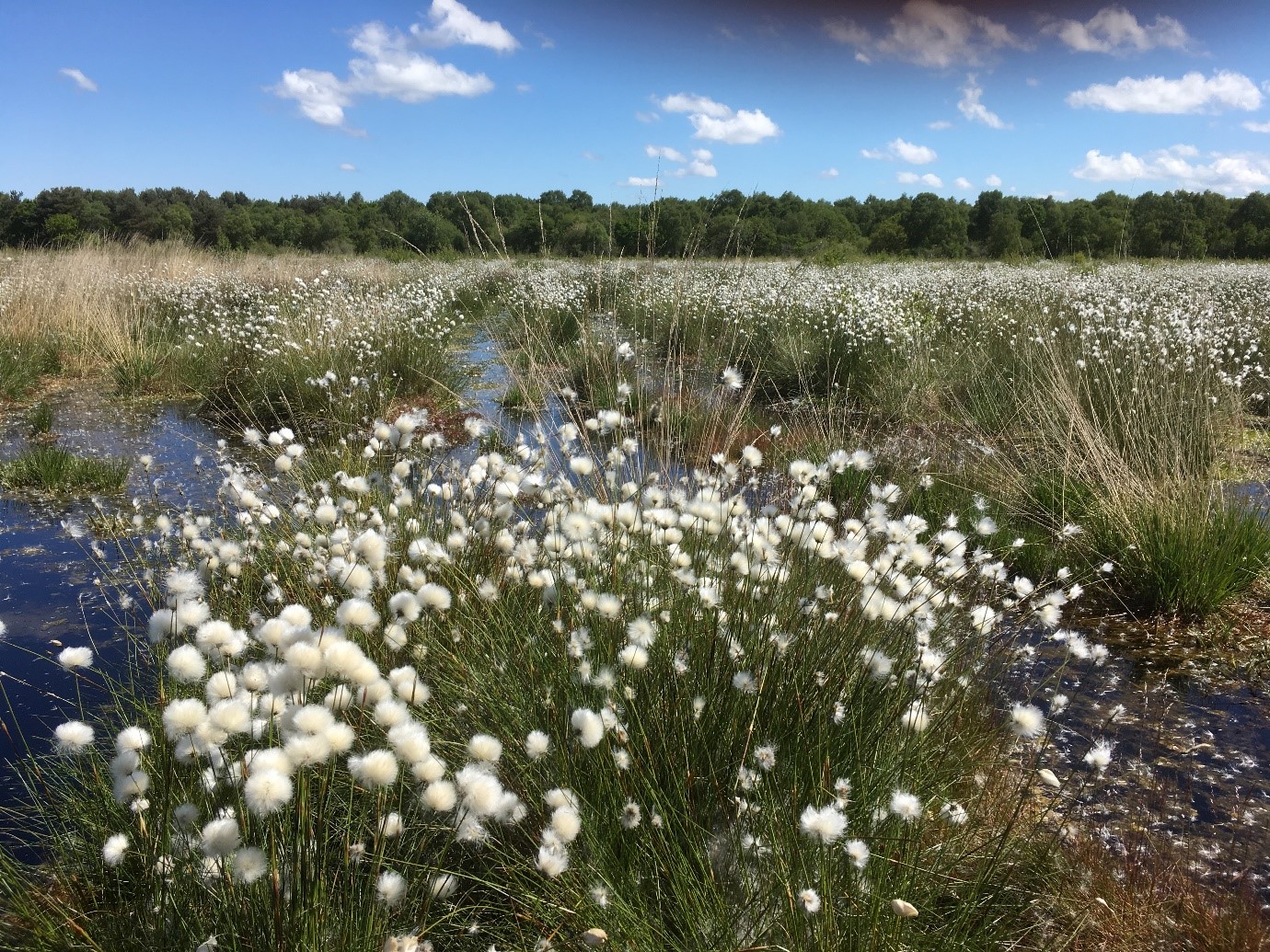 Rewilding the Marches Mosses – Britain’s third largest raised bog ...