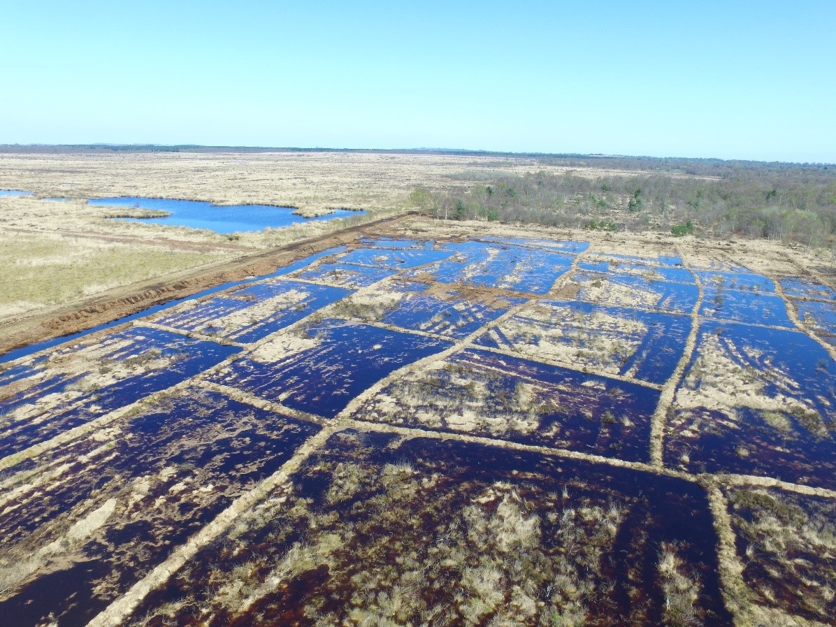 Rewilding the Marches Mosses – Britain’s third largest raised bog ...