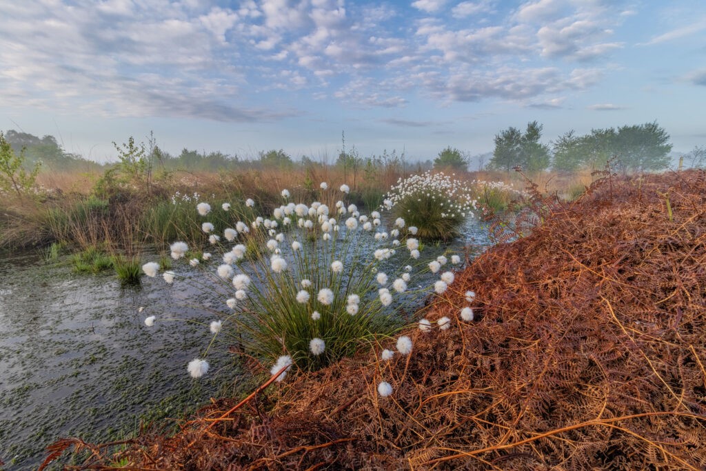 Rewilding the Marches Mosses – Britain’s third largest raised bog ...