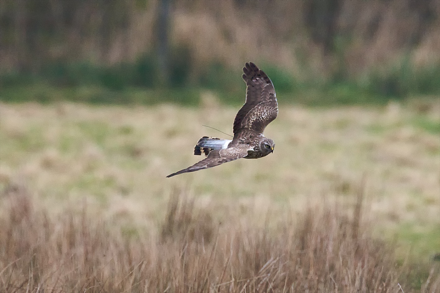 Hen harrier monitoring, and the actions taken when a tagged bird is ...