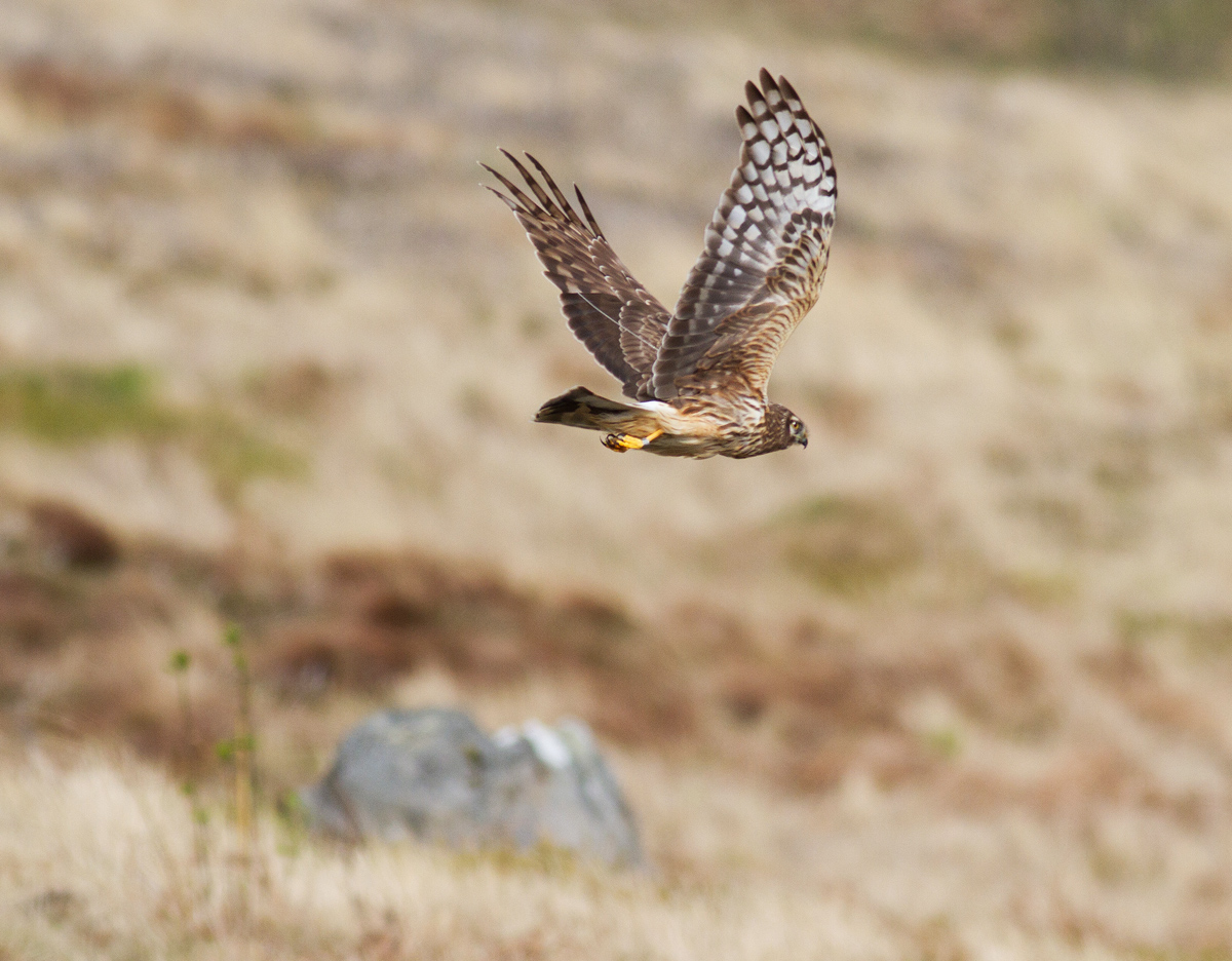 Hen harrier monitoring, and the actions taken when a tagged bird is ...