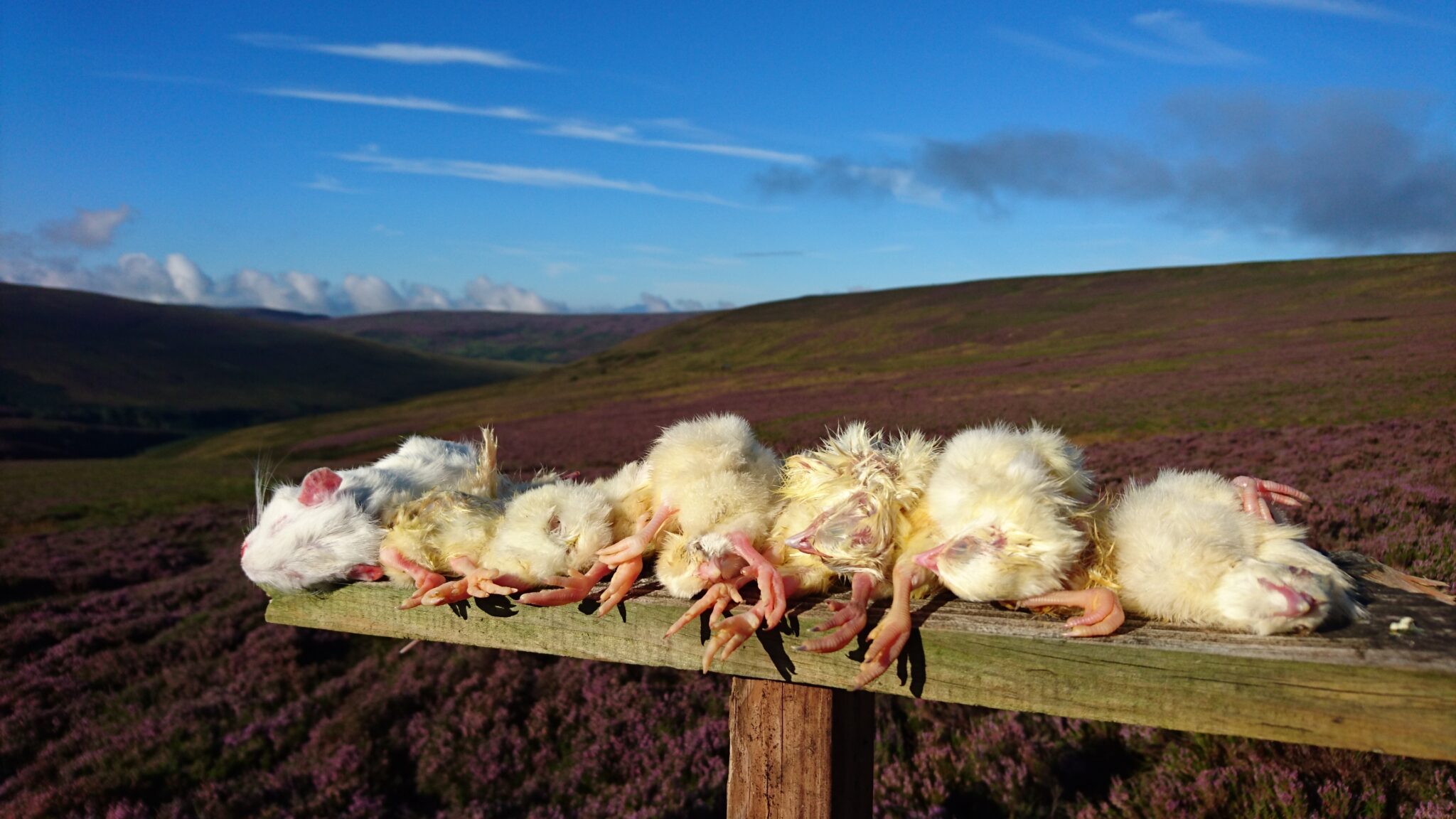 Licensing ‘diversionary feeding’ of Hen Harriers on and around grouse ...