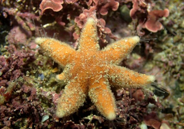 World Ocean Day – Natural England’s Action for the Ocean – Natural England