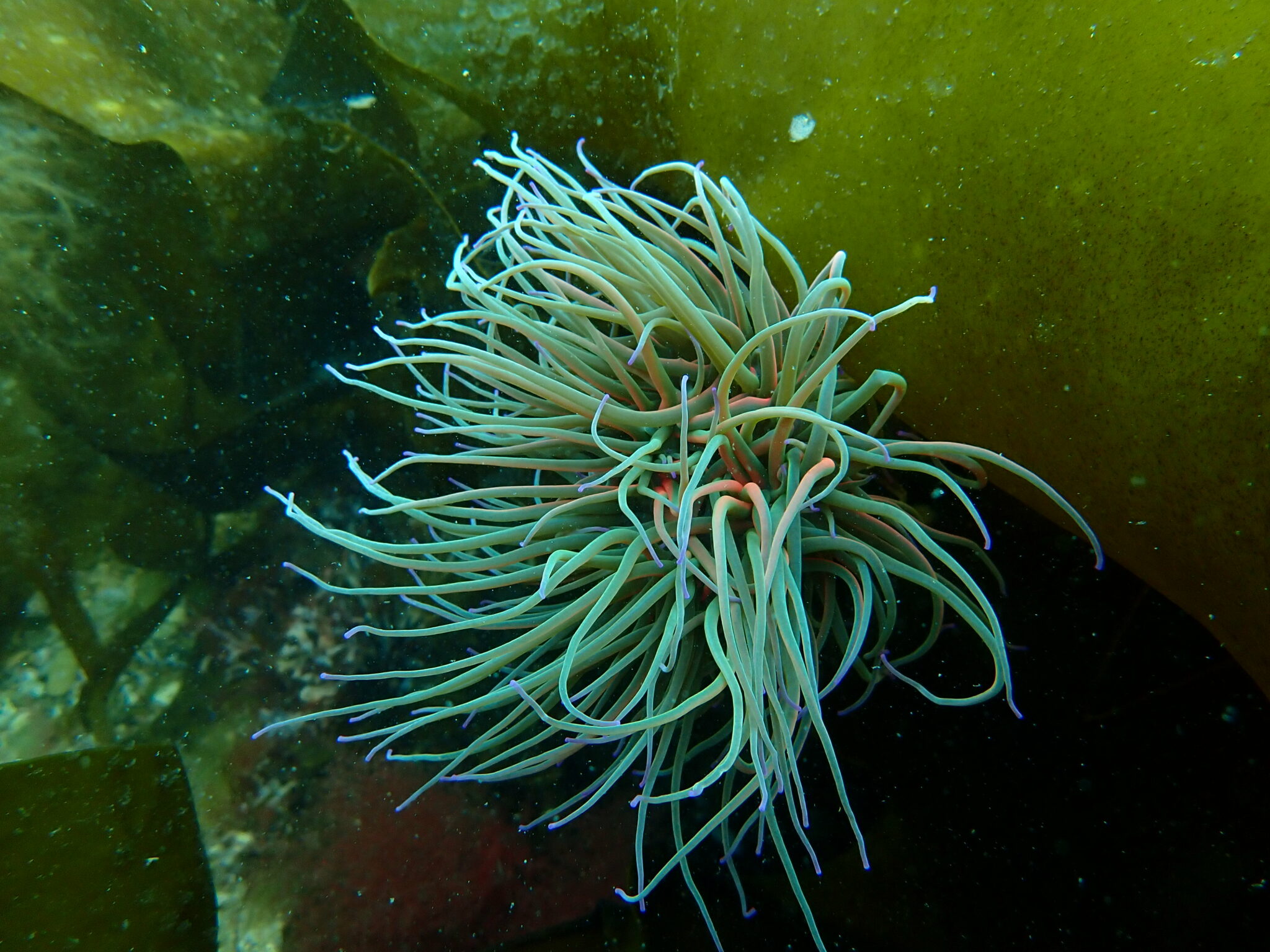 World Ocean Day – Natural England’s Action for the Ocean – Natural England