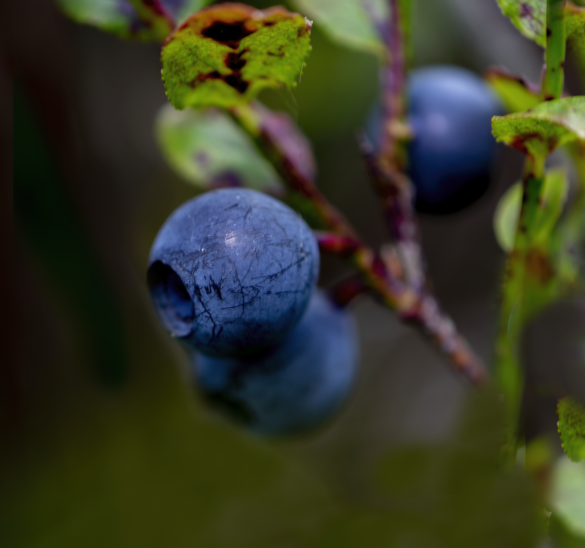 Paludiculture – the future of farming on peat soils? – Natural England