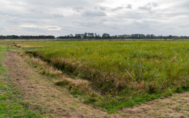 The Paludiculture Exploration Fund invites you to explore the future of ...