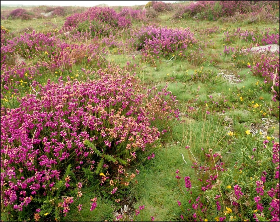 Towards a sustainable future for Penwith Moors – Natural England