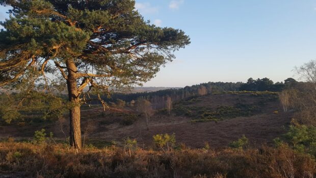 Homes around the heathland: Giving people and wildlife the best place ...