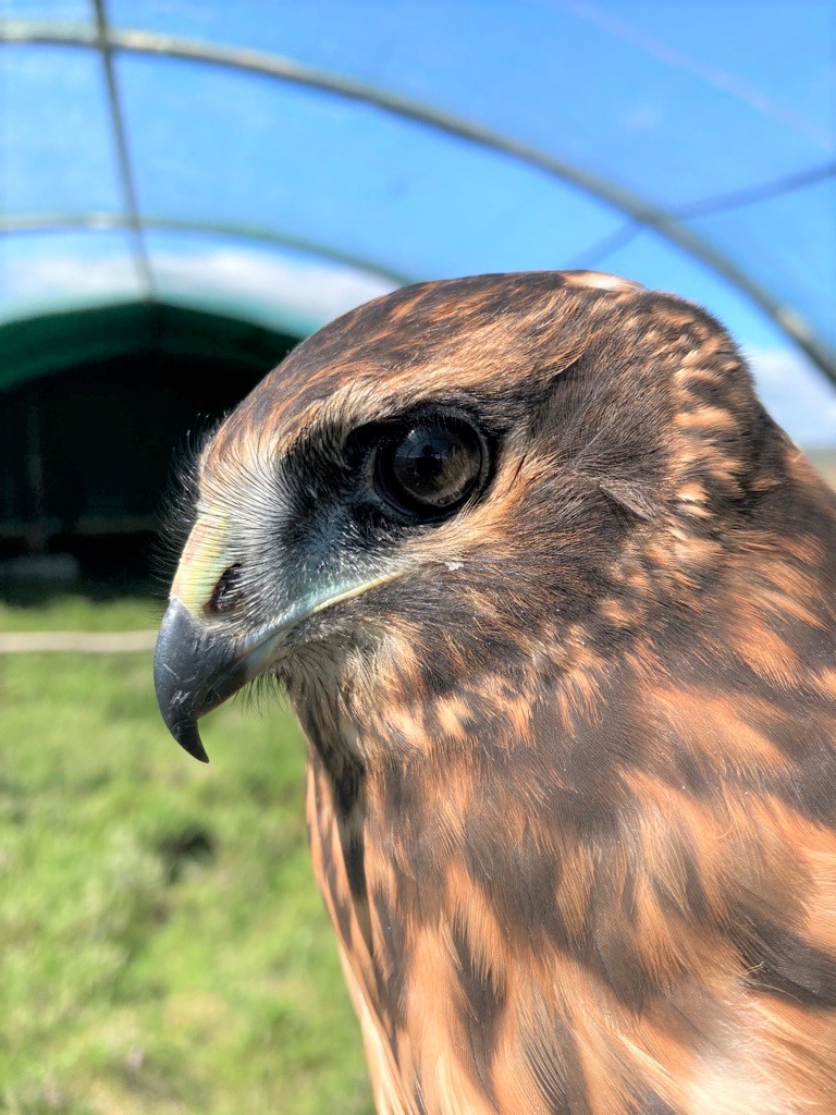 Hen Harriers – Natural England