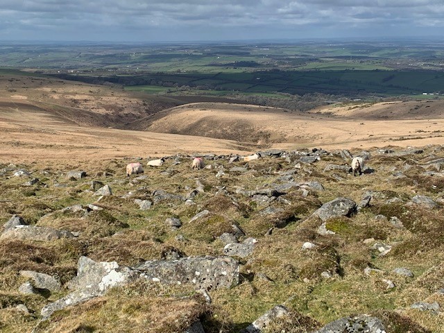 Nature on Dartmoor – Natural England
