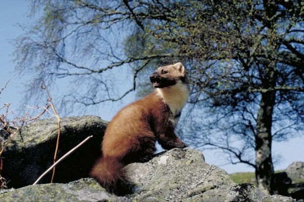 Restoring Britain’s pine martens: a position from Natural England ...