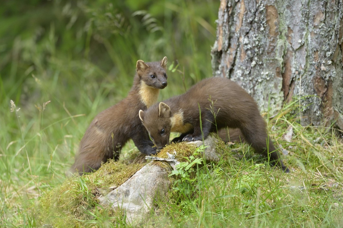 Restoring Britain’s pine martens: a position from Natural England ...