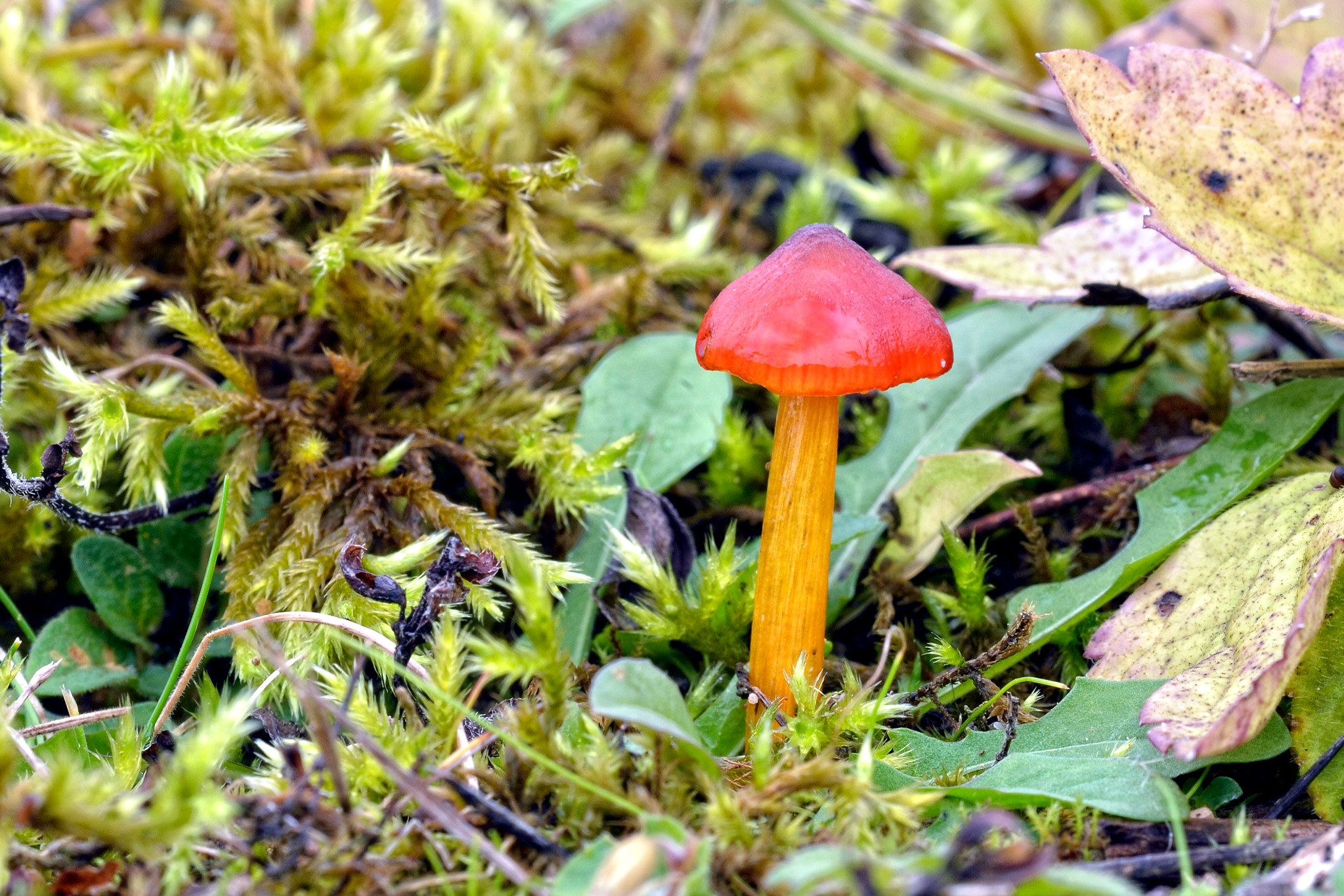 Investing in Sites of Special Scientific Interest (SSSIs) – Natural England