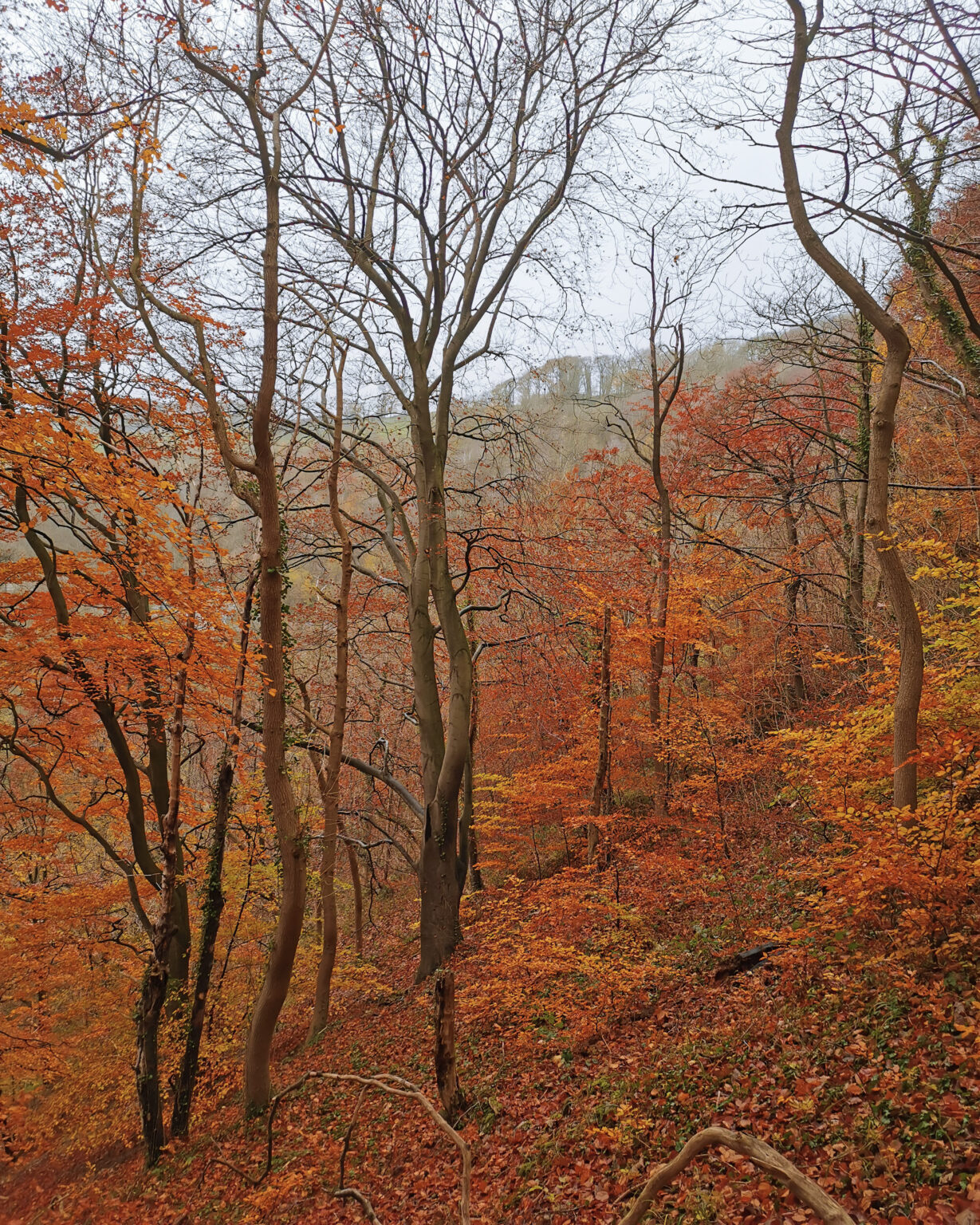 LIFE in the Ravines: planting for the future – Natural England