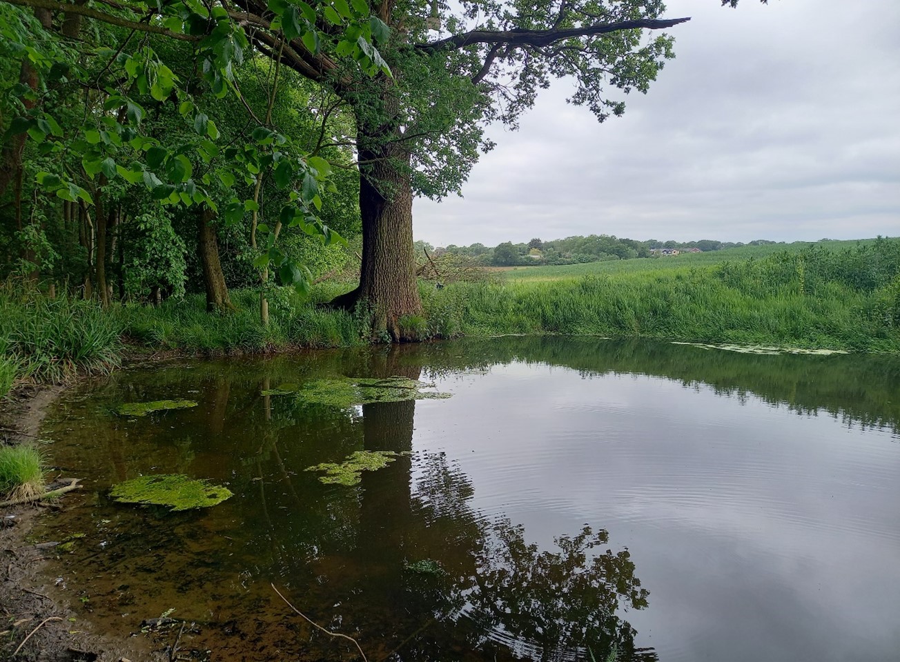 New area added to licensing scheme to protect great crested newts and ...