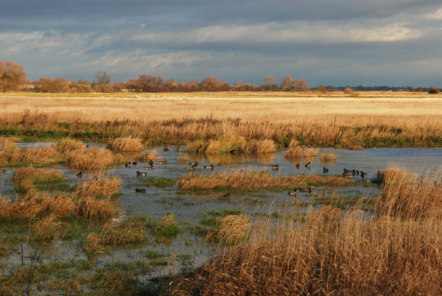 Wetland restoration: for people and planet – Natural England