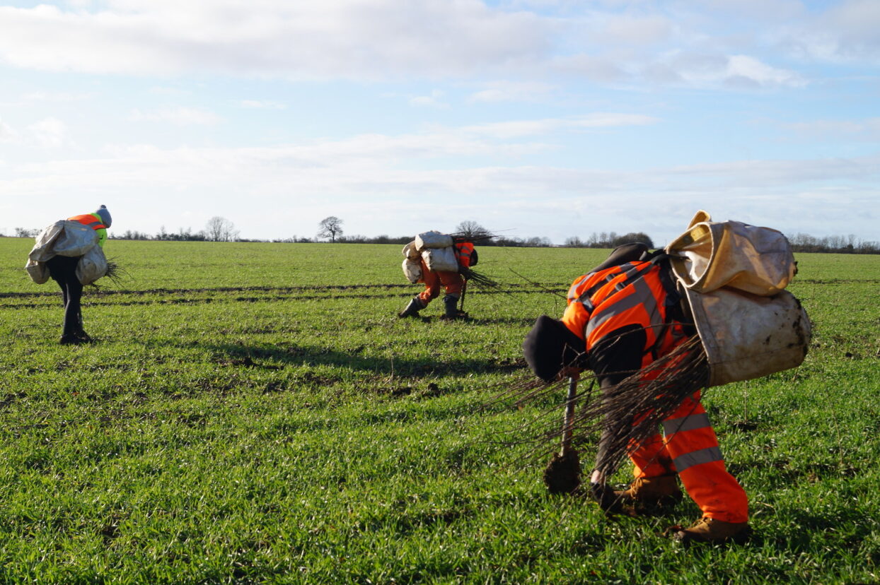 Biodiversity Net Gain: guest insights on planning BNG for small sites ...
