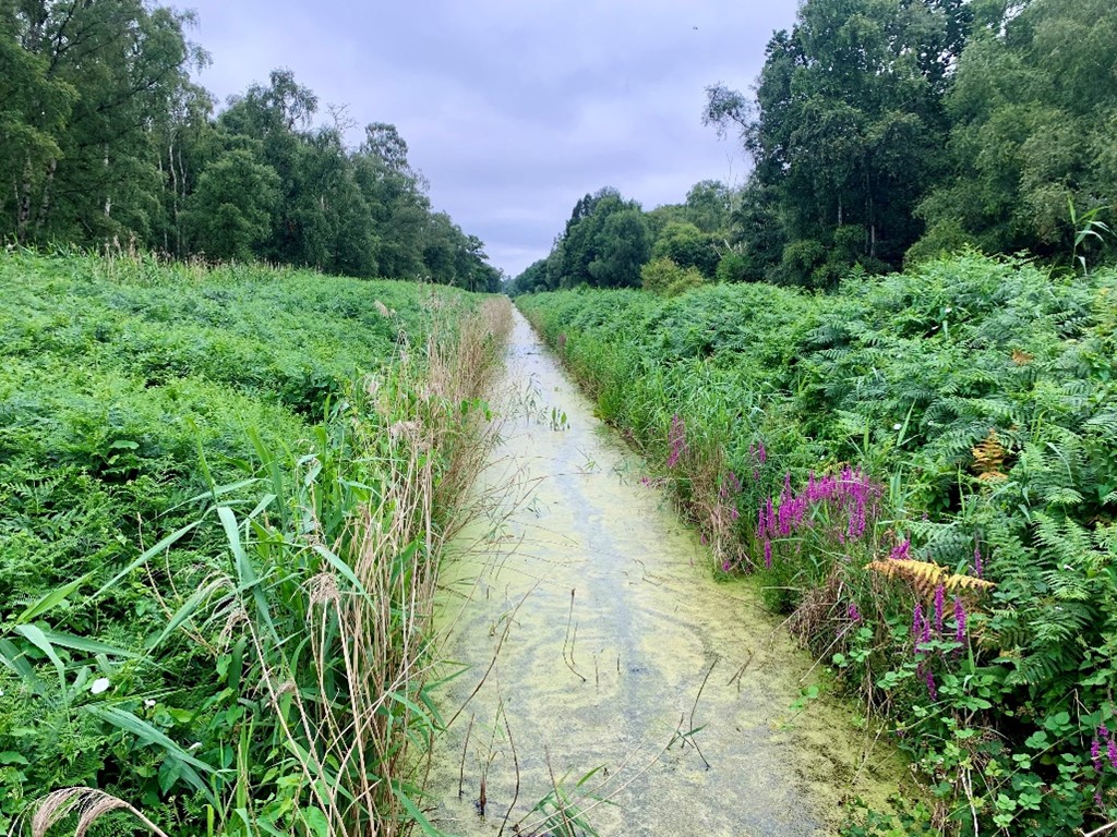 Holme Fen National Nature Reserve peatland restoration project ...