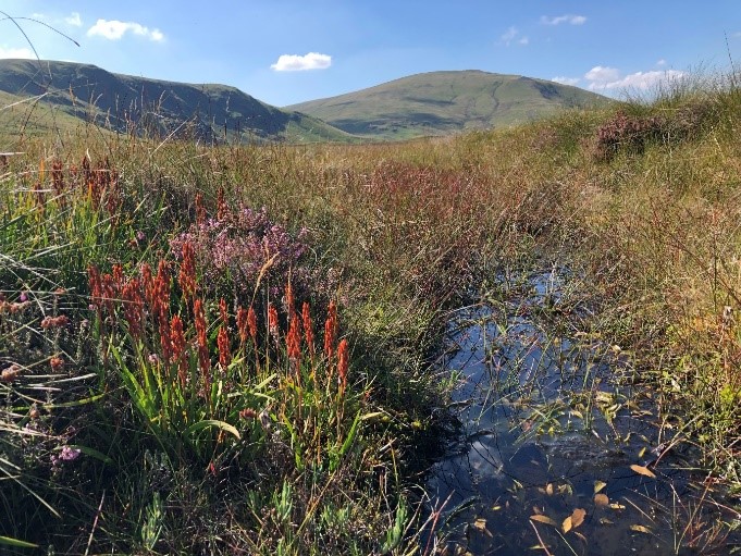 Peat – Natural England