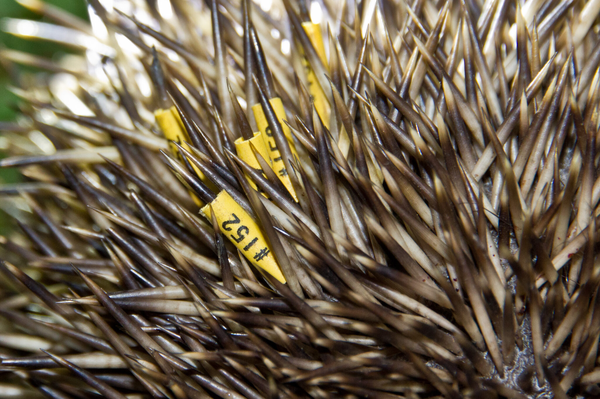 Clarifying the Facts: Tagging of hedgehogs and licensing requirements ...