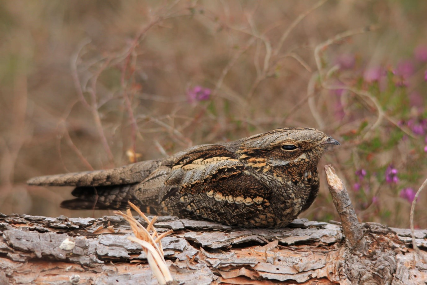 The Magic of Heathland Summers: Nightjars, Nature Recovery, and the ...