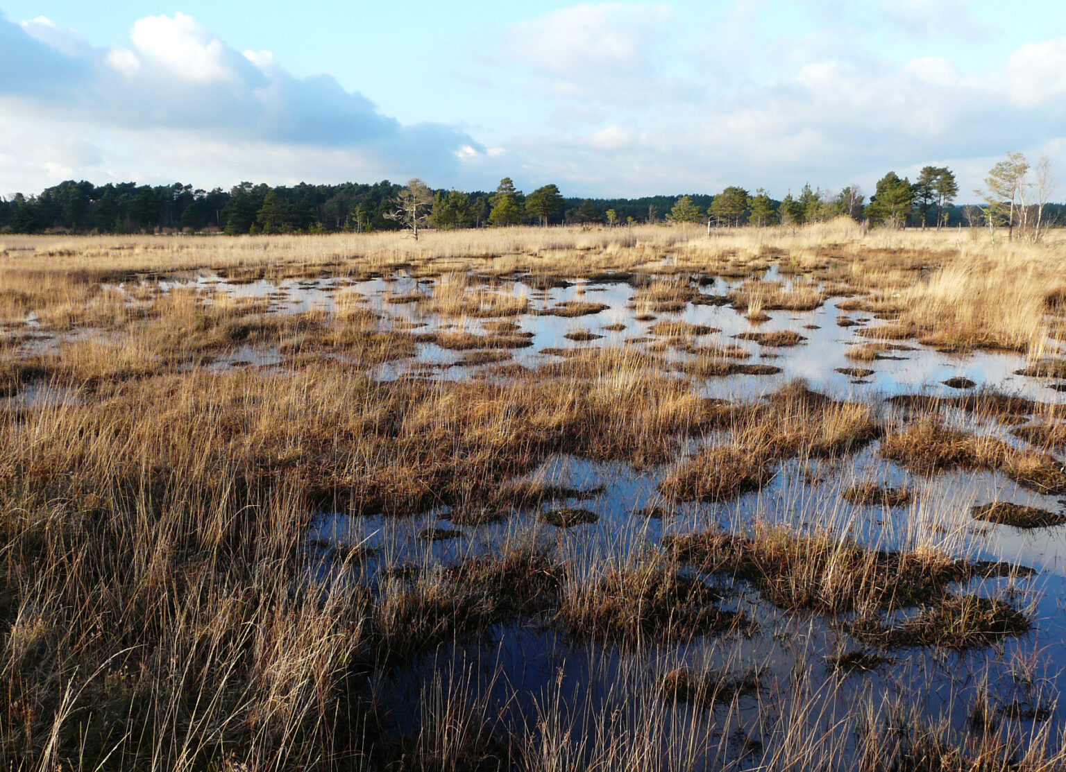 The Magic of Heathland Summers: Nightjars, Nature Recovery, and the ...