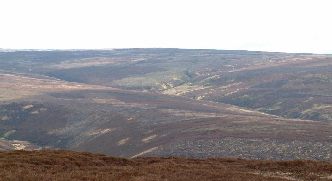 Drop in numbers of nesting hen harriers in 2024 – Natural England