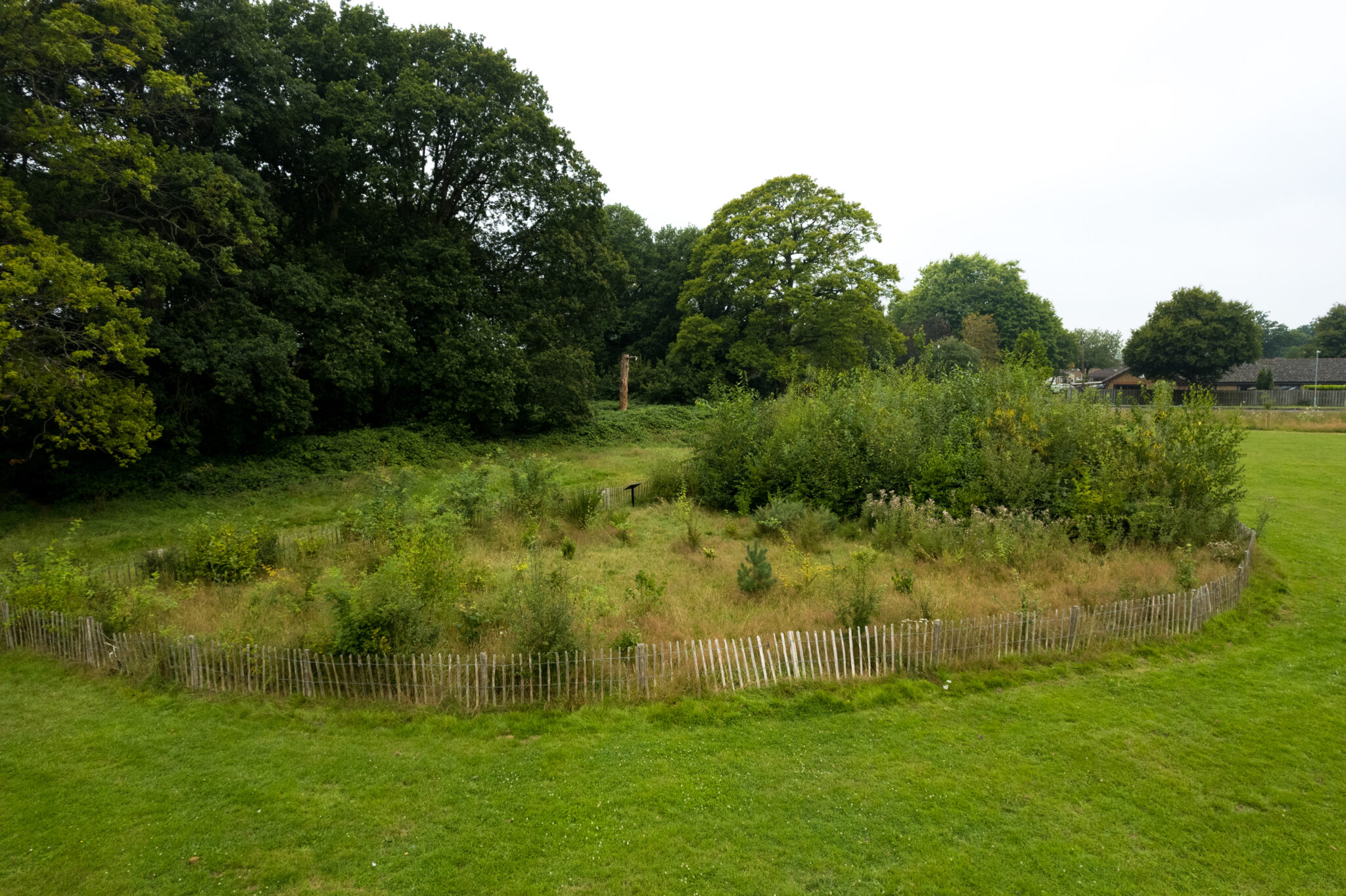 Testing the Miyawaki Method in Our Urban Greenspaces – Natural England