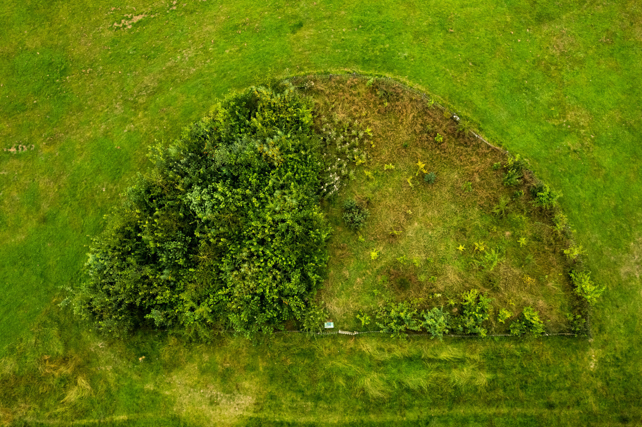 Testing the Miyawaki Method in Our Urban Greenspaces – Natural England