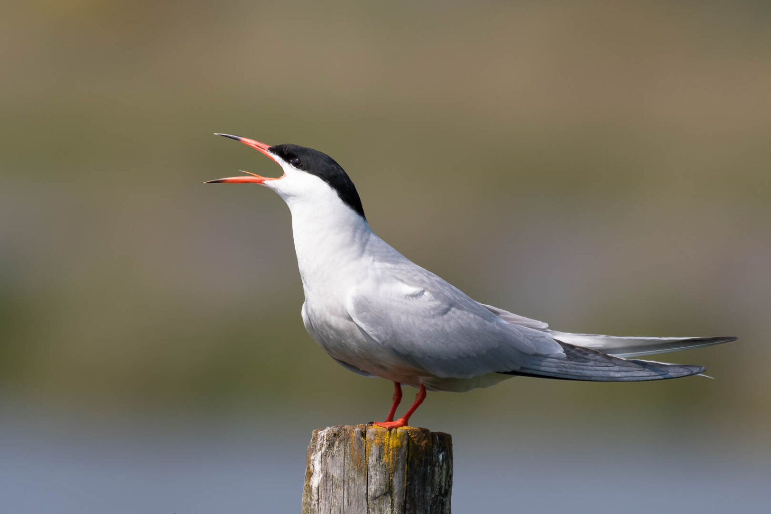 Birds of a Feather: Restoring Habitats for seabirds in the Solent ...