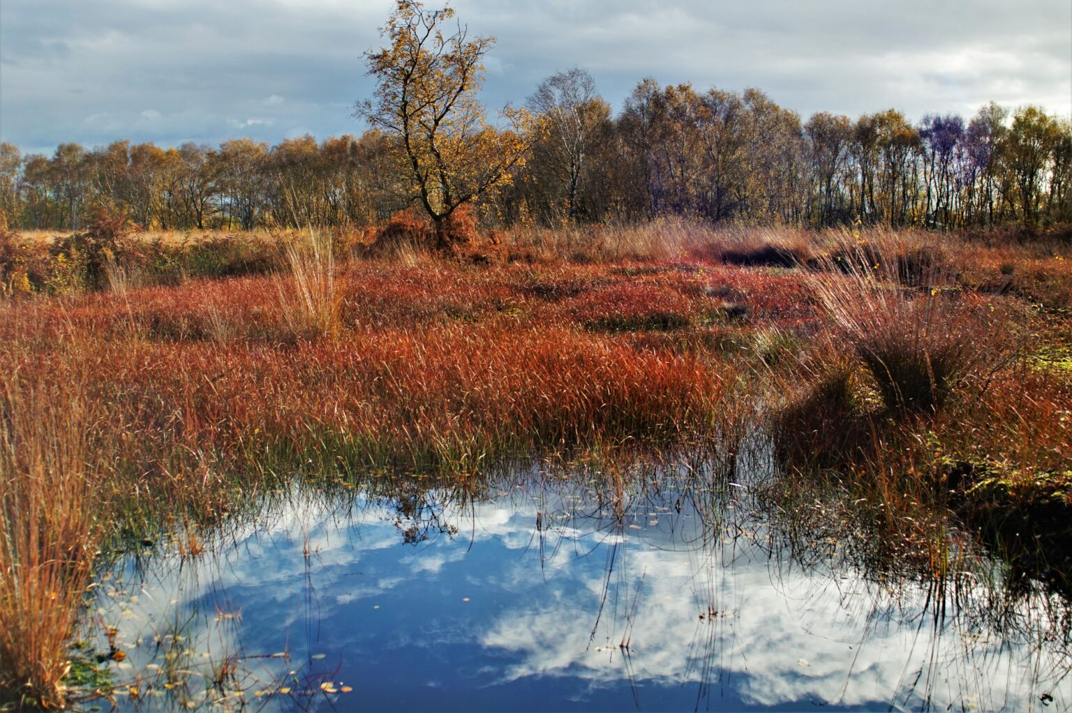 Nature Recovery Network – Natural England
