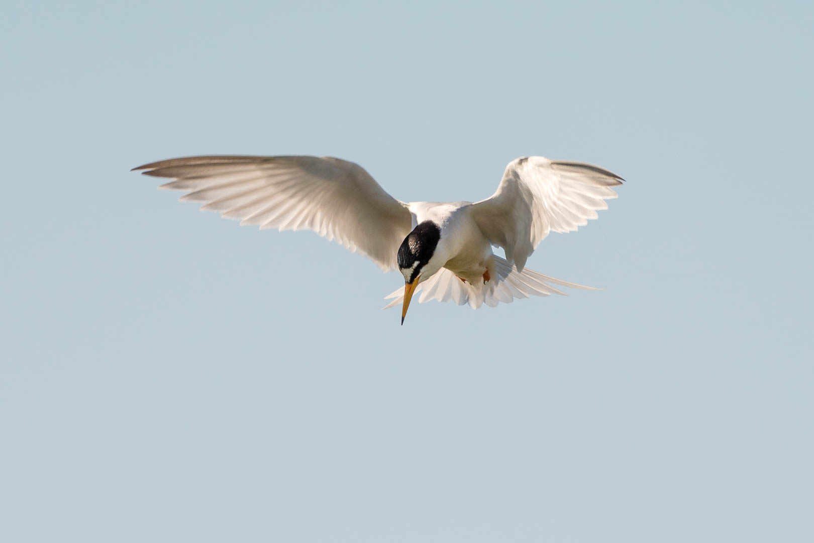 Birds of a Feather: Restoring Habitats for seabirds in the Solent ...