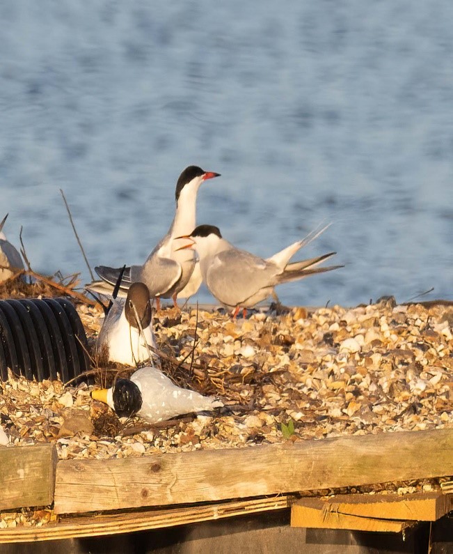 Birds of a Feather: Restoring Habitats for seabirds in the Solent ...