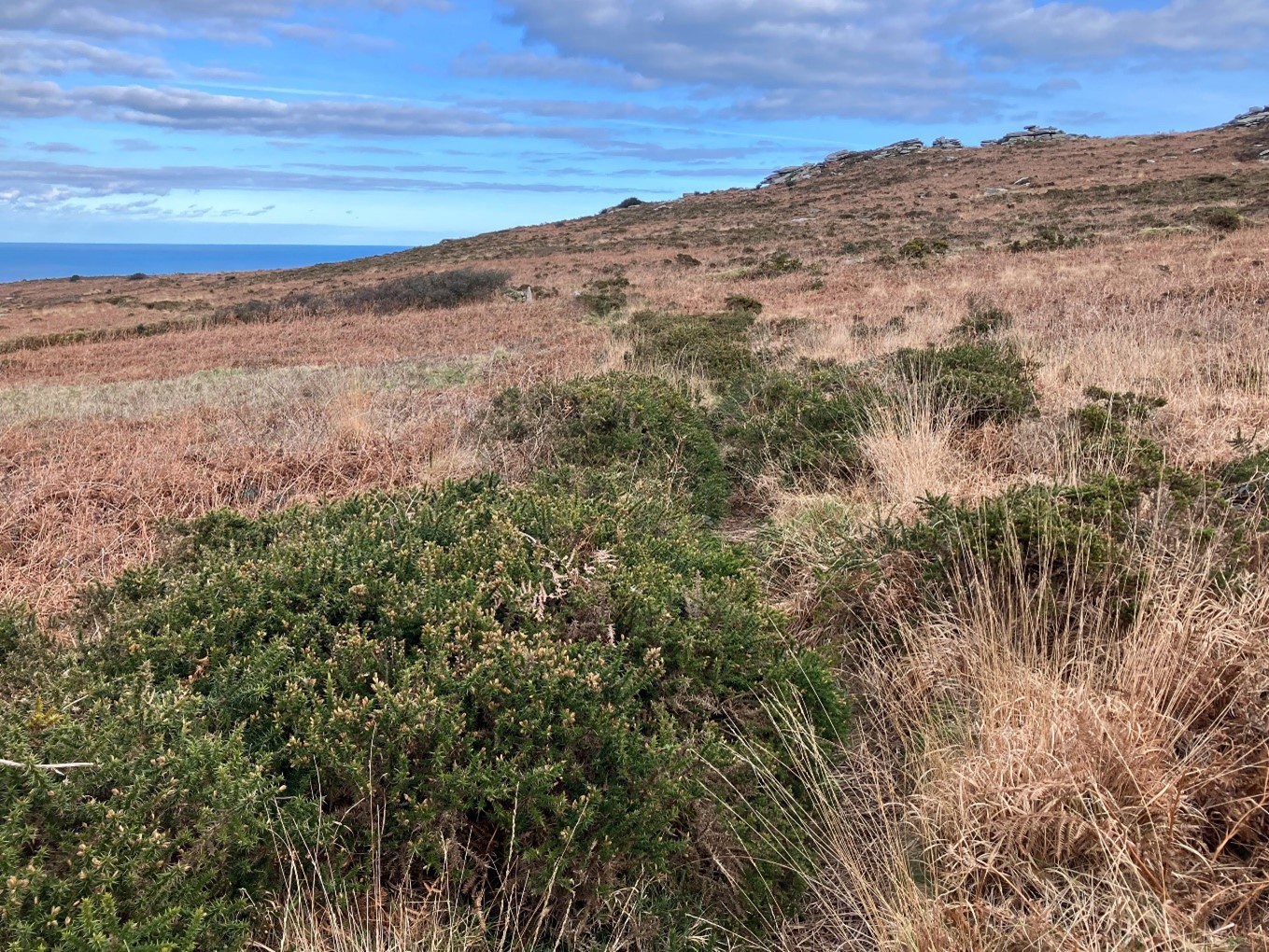 West Penwith Moors and Downs (Halow ha Gonyow Pennwydh West) SSSI – an ...