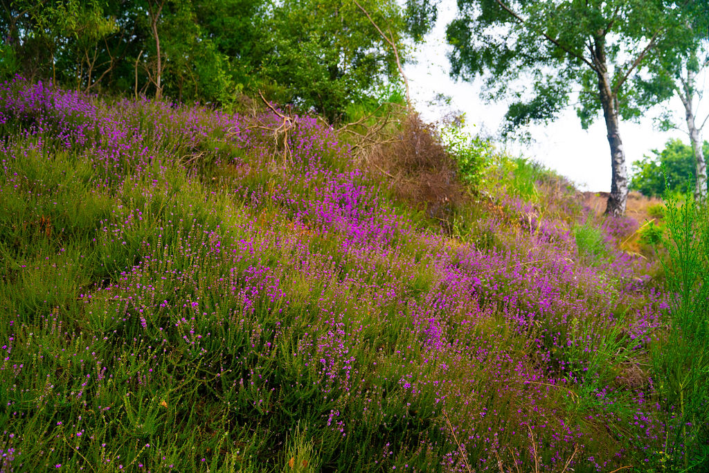 Purple Horizons Nature Recovery Project: Helping a post-industrial ...